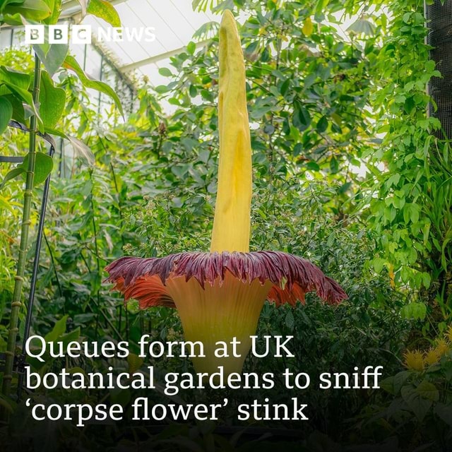 "A magnificent sight and disgusting stench." 👃 🌺 Queues of visitors ...