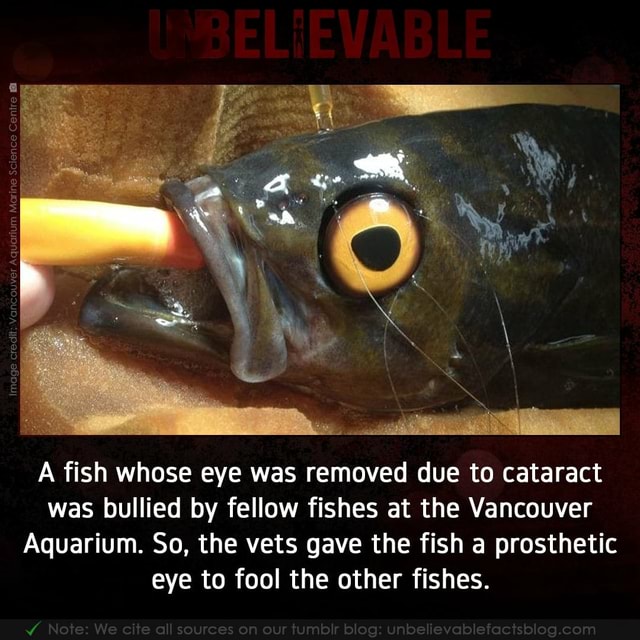 A fish whose eye was removed due to cataract was bullied by fellow ...