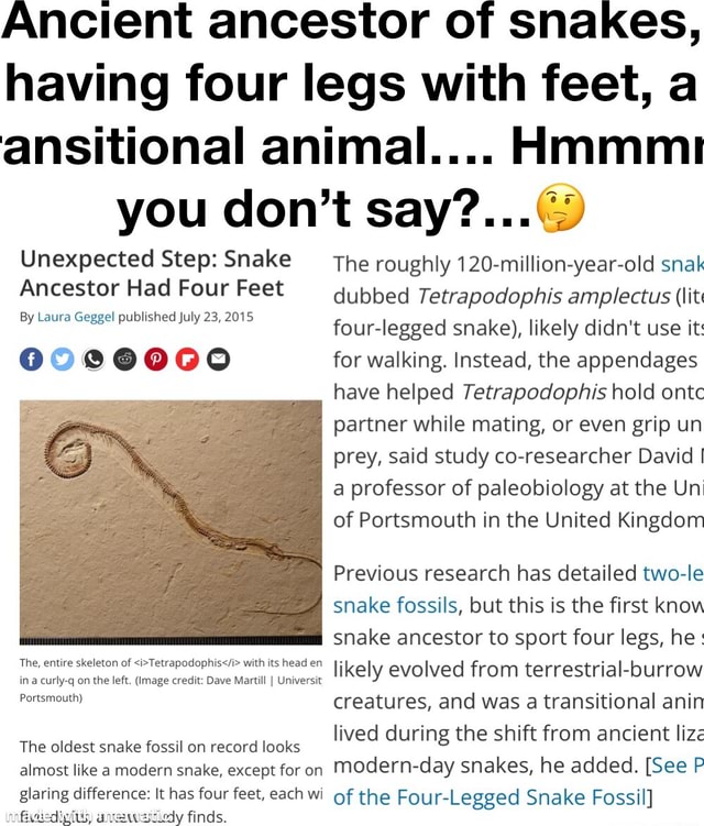 Ancient ancestor of snakes, having four legs with feet, a ansitional ...