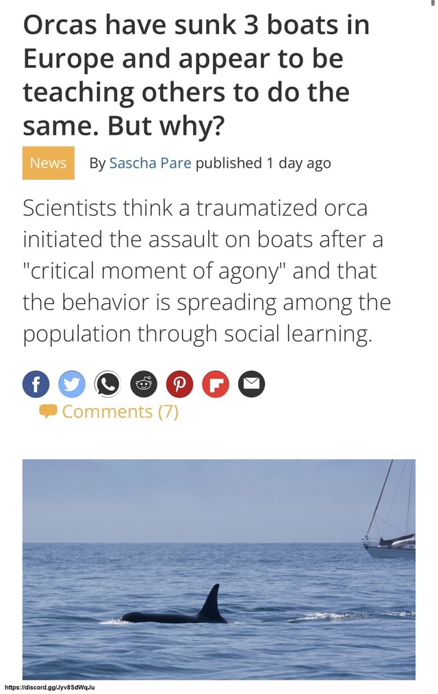 Orcas have sunk 3 boats in Europe and appear to be teaching others to do the same. But why? By ...