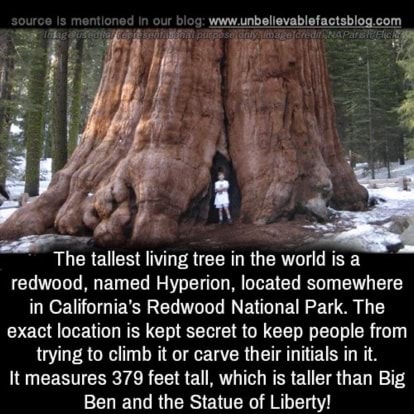 The tallest living tree in the world is a redwood, named Hyperion ...