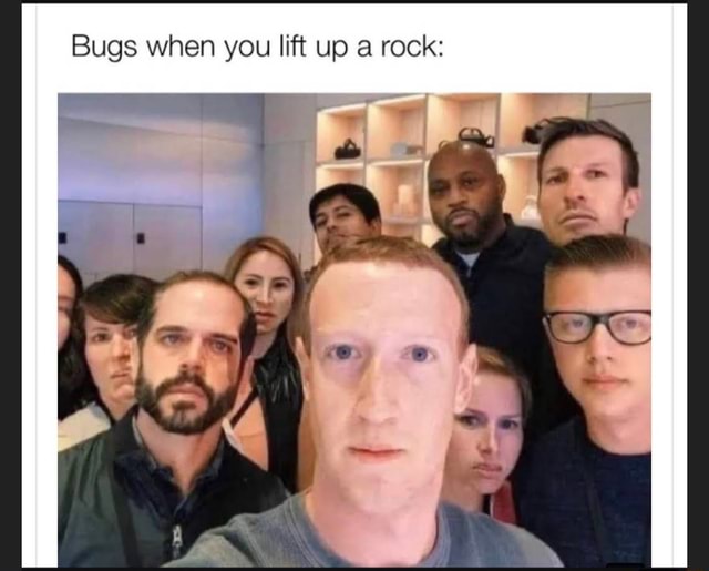 Bugs when you lift up a rock: - iFunny