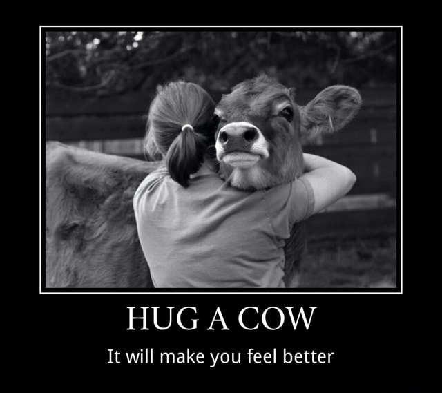 HUG A COW It will make you feel better - America’s best pics and videos