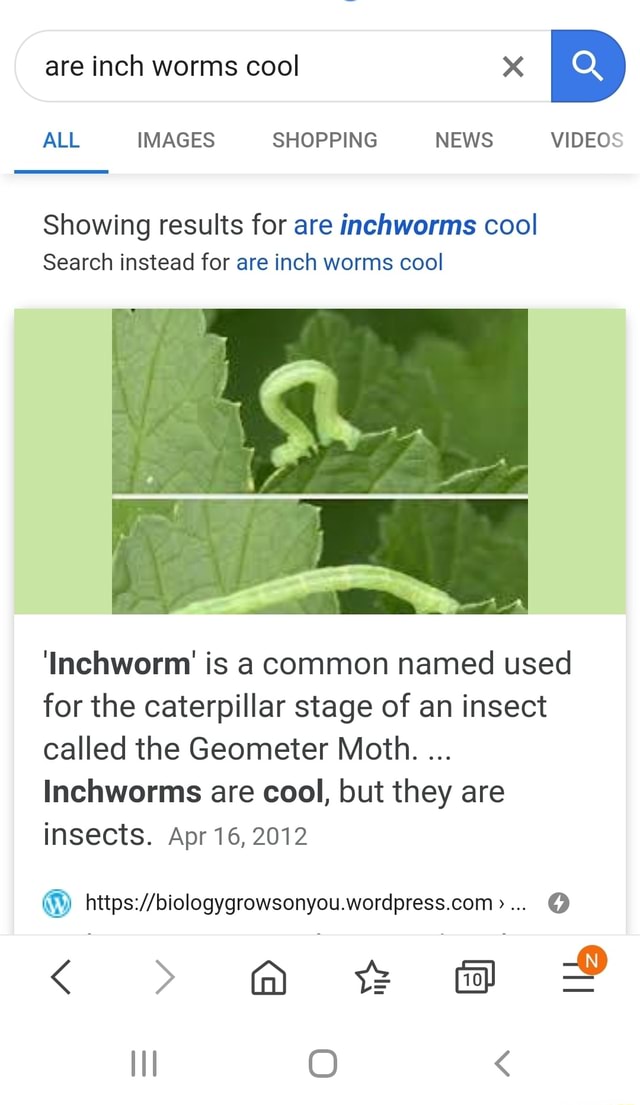 ALL IMAGES SHOPPING NEWS VIDEOS Showing results for are inchworms cool ...