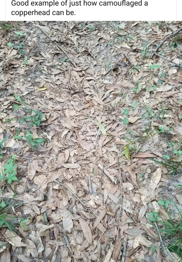 Good example of just how camoutlaged a copperhead can be. - iFunny
