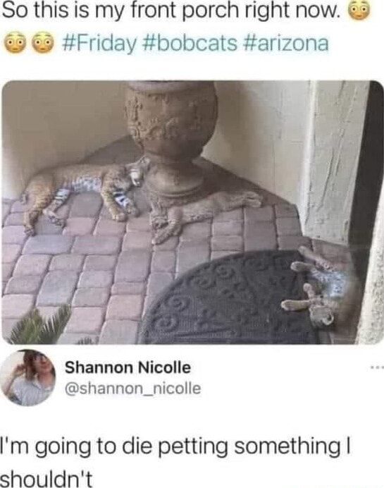 SO this is my front porch right now. & #Friday #bobcats #arizona ...