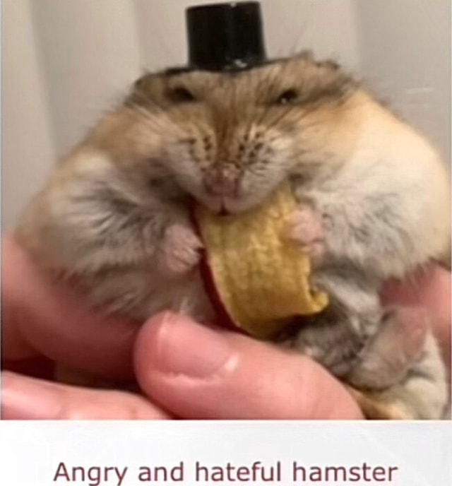 Angry and hateful hamster - iFunny