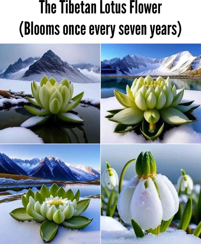 The Tibetan Lotus Flower (Blooms once every seven years) SSS - iFunny
