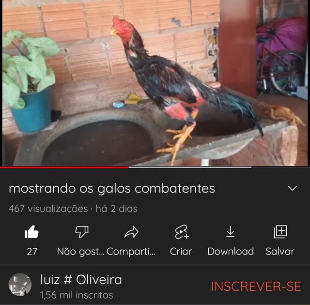 Mostrando os galos combatentes 467 visualizações - há 2 dias 1) Pa 27 ...