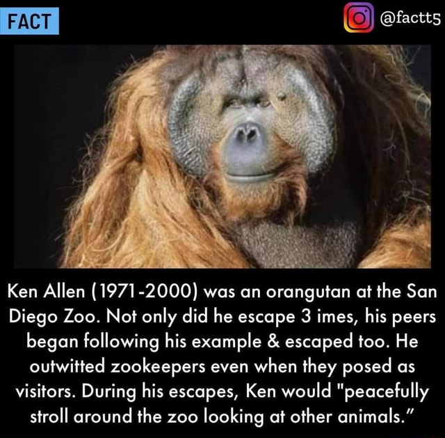 FACT Ken Allen (1971-2000) was an orangutan at the San Diego Zoo. Not ...