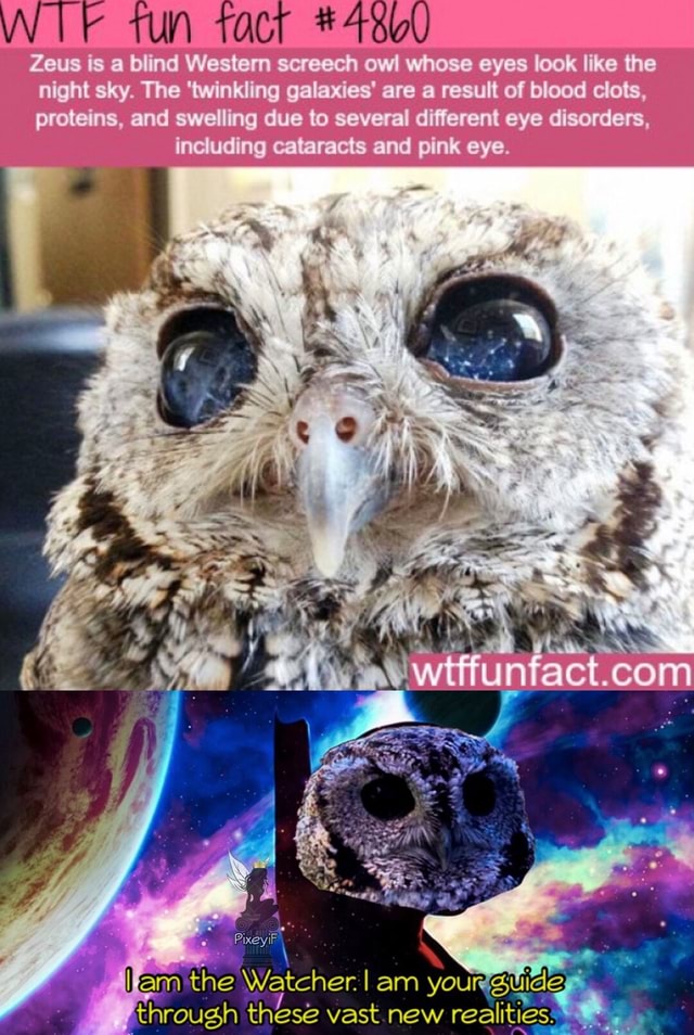 Tun Zeus is a blind Western screech owl whose eyes look like the night ...