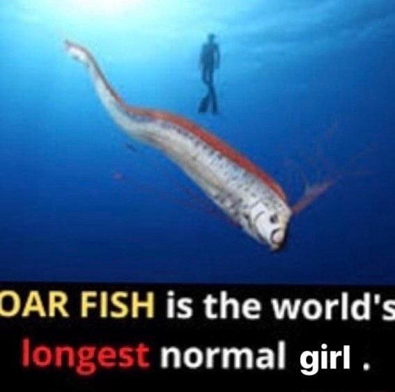 DAR FISH is the world's normal girl - iFunny