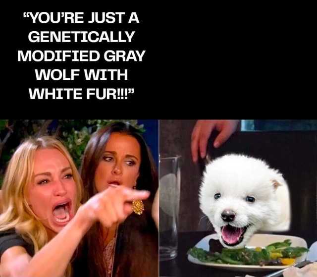 "YOU'RE JUST A GENETICALLY MODIFIED GRAY WOLF WITH WHITE FUR!!!" I - iFunny
