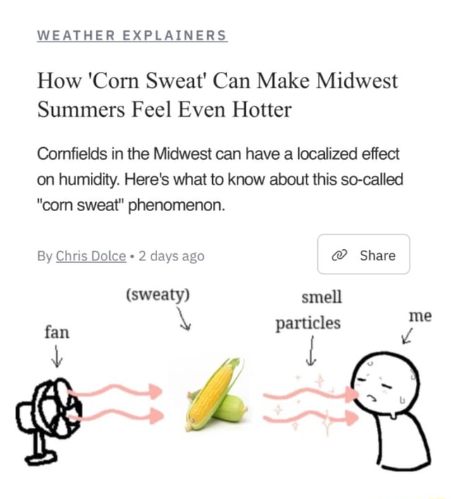 WEATHER EXPLAINERS How 'Corn Sweat' Can Make Midwest Summers Feel Even ...