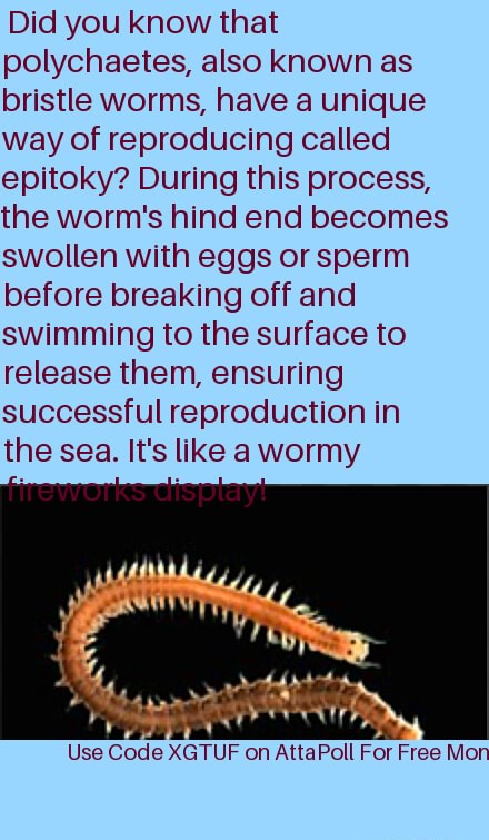 Did you know that polychaetes, also known as bristle worms, have a ...