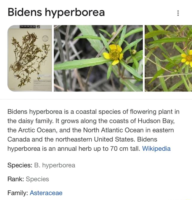Bidens hyperborea Bidens hyperborea is a coastal species of flowering ...