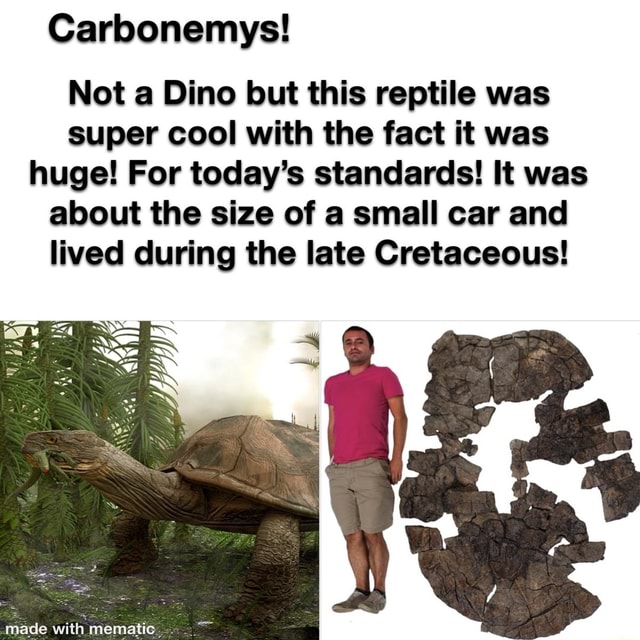 Carbonemys! Not a Dino but this reptile was super cool with the fact it ...