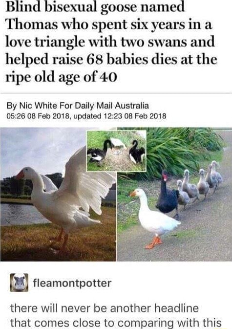Blind bisexual goose named Thomas who spent six years in a love ...
