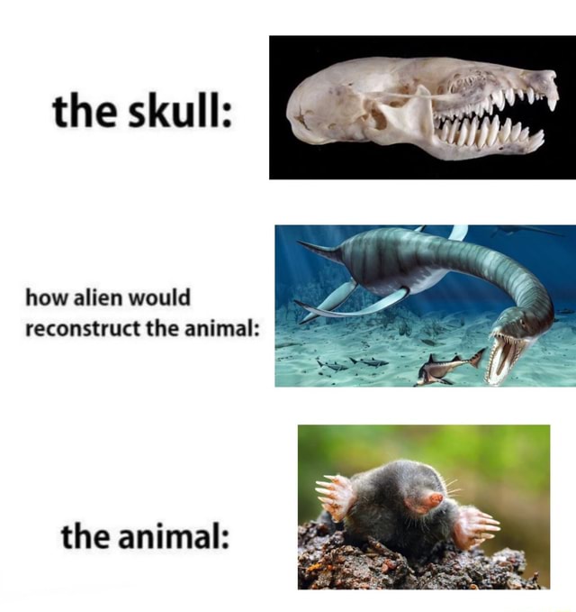 The skull: how alien would reconstruct the animal: the animal: - iFunny