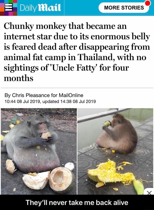 E Dailymail - MORESTORIES'I Chunky monkey that became an internet star ...