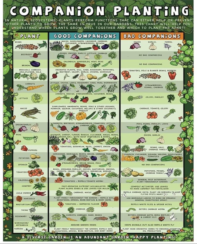COMPANION PLANTING IN NATURAL ECOSYSTEMS, PLANTS PERFORM FUNCTIONS THAT ...