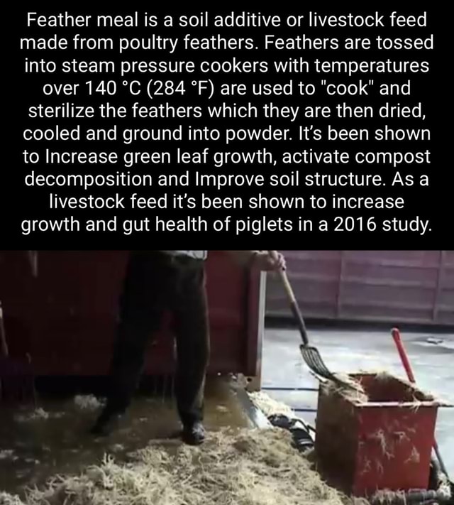 Feather meal is a soil additive or livestock feed made from poultry ...