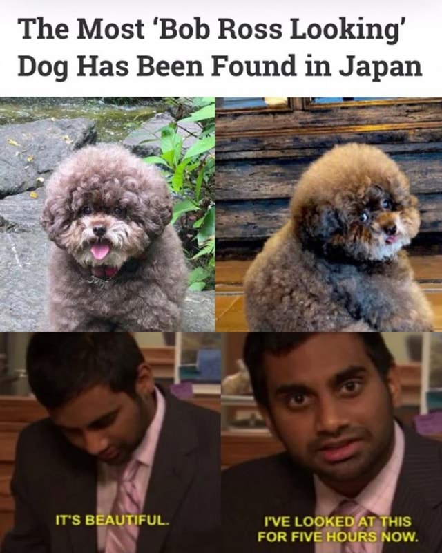 The Most 'Bob Ross Looking' Dog Has Been Found in Japan IT'S BEAUTIFUL ...