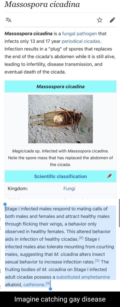 Massospora cicadina w FF Massospora cicadina is a fungal pathogen that ...