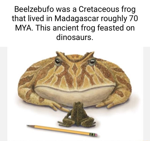 Beelzebufo was a Cretaceous frog that lived in Madagascar roughly 70 ...