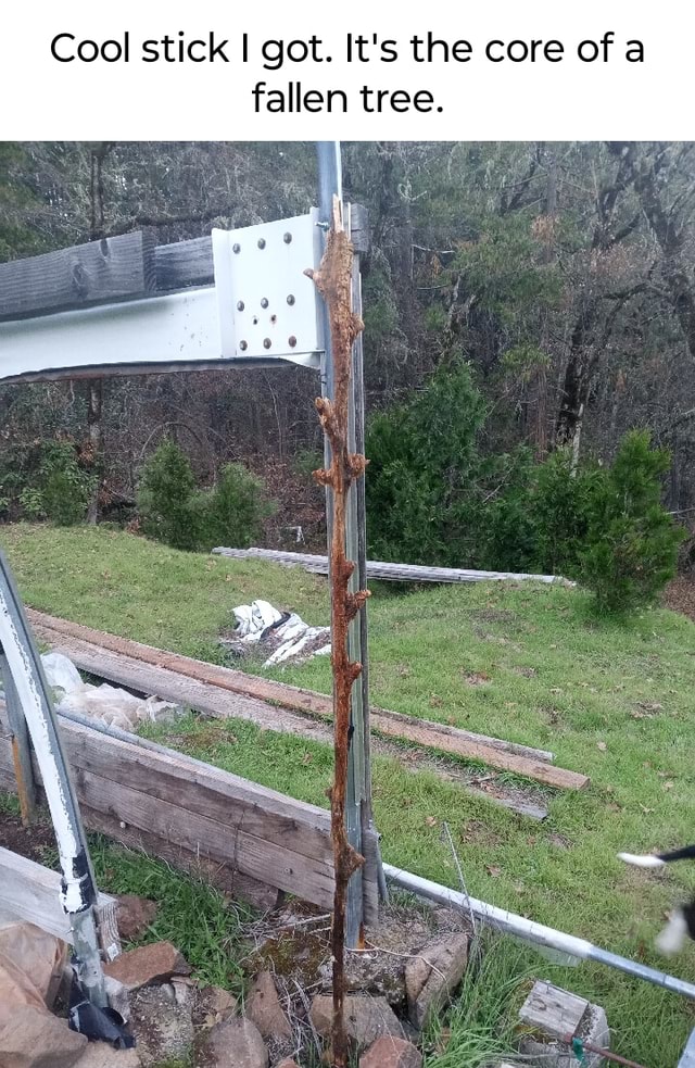 Cool stick I got. It's the core of a fallen tree. - iFunny