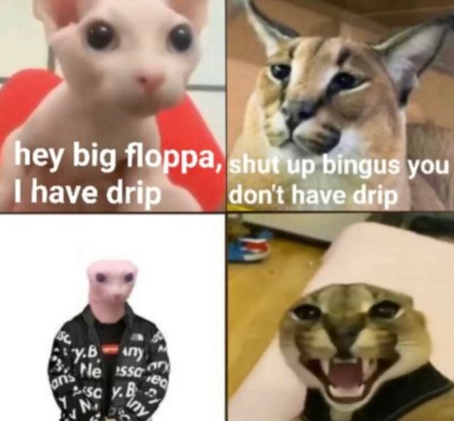 Hey big floppa chut up bingus you have drip dont have drip ag I Me - iFunny
