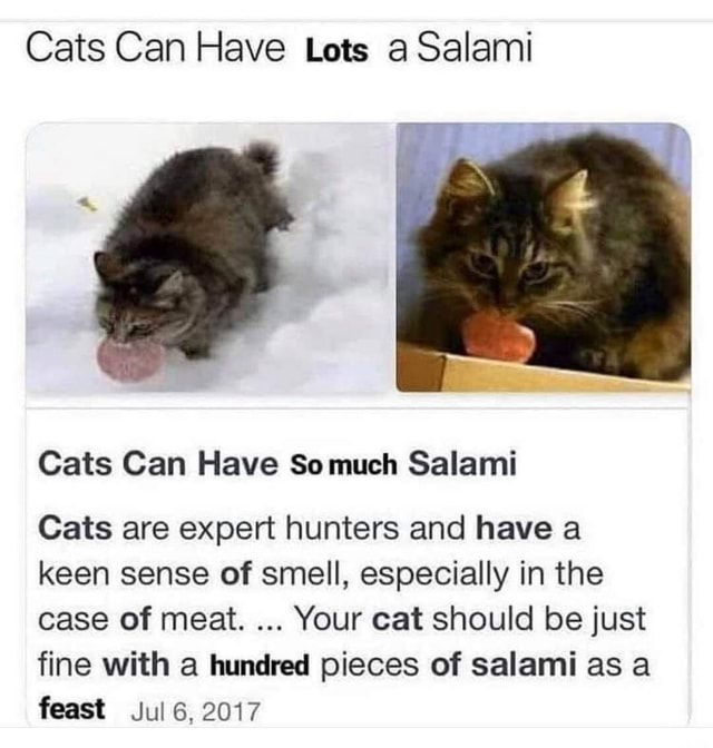 Cats Can Have Lots a Salami Cats Can Have Somuch Salami Cats are expert ...