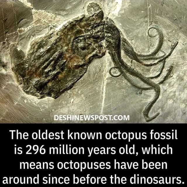 The oldest known octopus fossil is 296 million years old, which means ...