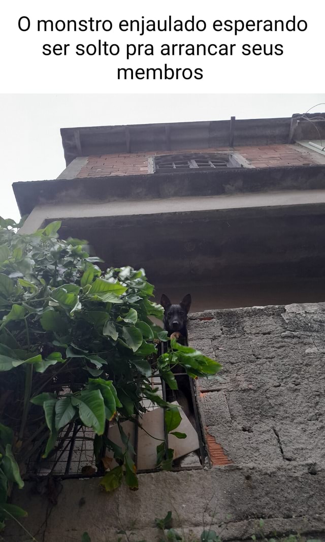 O monstro enjaulado esperando ser solto pra arrancar seus membros Sal ...