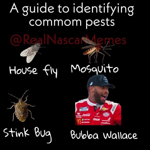 A guide to identifying commom pests House ly Mosquito Stink Bug Bulla ...