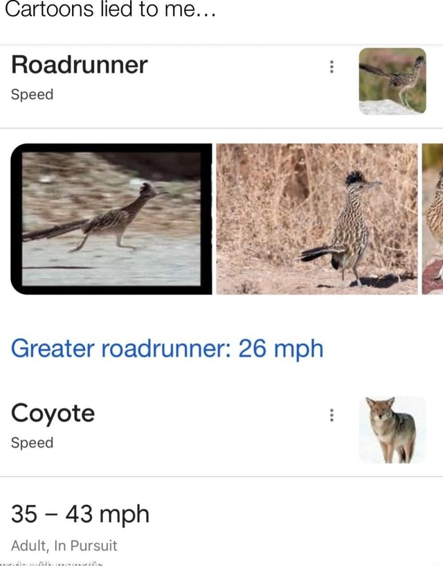 Cartoons lied to me... Roadrunner Speed Greater roadrunner: 26 mph ...