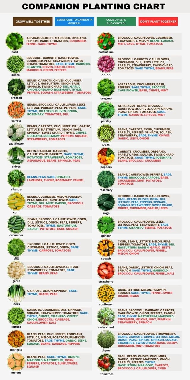 COMPANION PLANTING CHART 'COMBO HELPS basil beans cauliflower lettuce ...