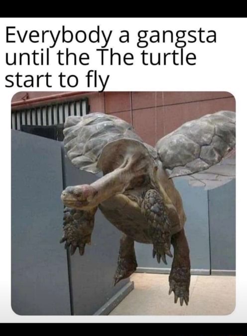 Everybody a gangsta until the The turtle start to fl - iFunny