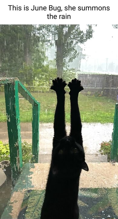 This is June Bug, she summons the rain - iFunny