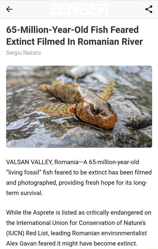 65-Million-Year-Old Fish Feared Extinct Filmed In Romanian River Sergiu ...