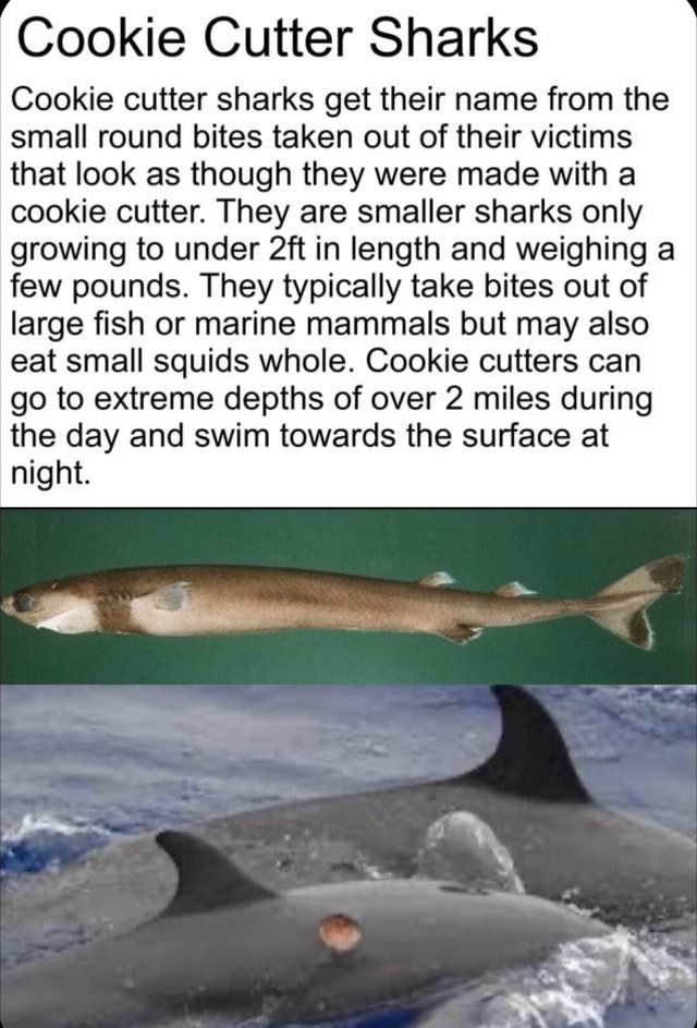 Cookie Cutter Sharks Cookie cutter sharks get their name from the small ...