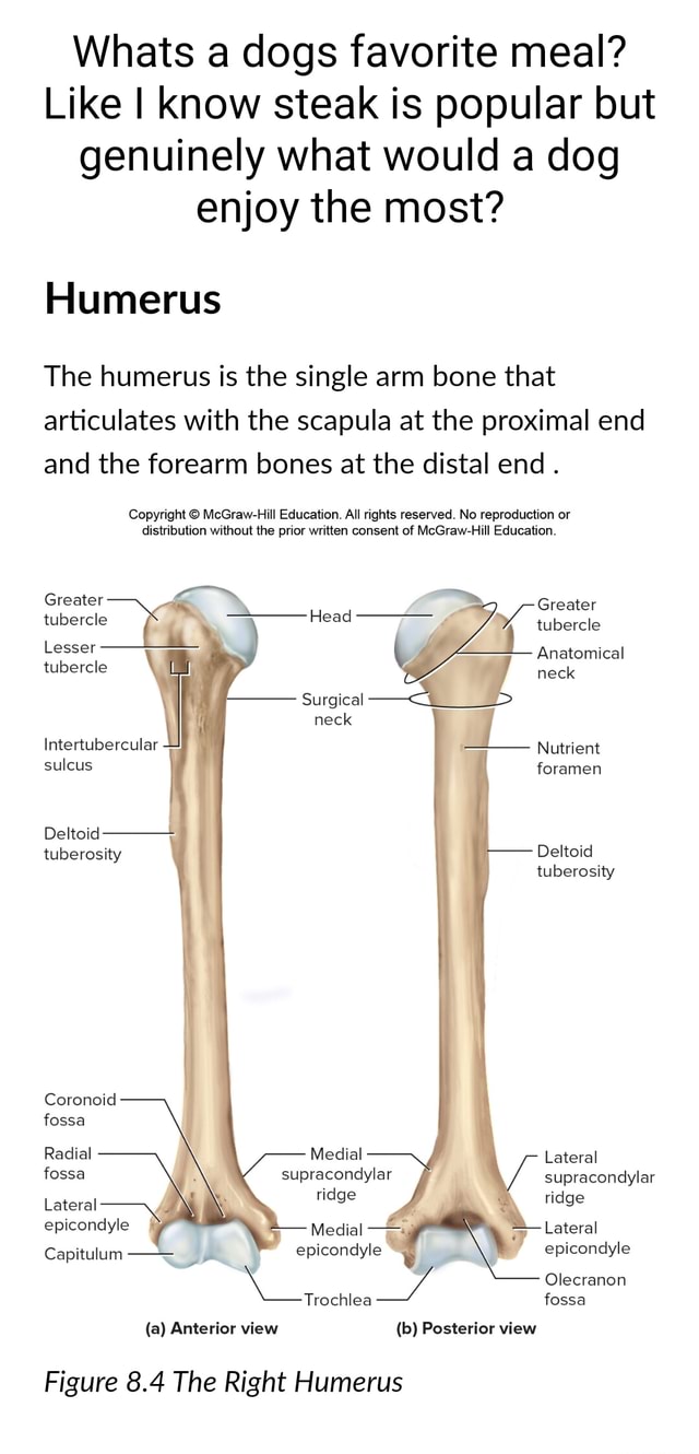 Whats a dogs favorite meal? Like I know steak is popular but genuinely ...