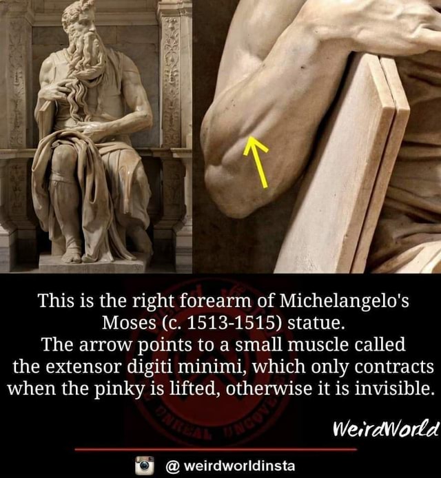 This is the right forearm of Michelangelo's Moses (c. 1513-1515) statue ...
