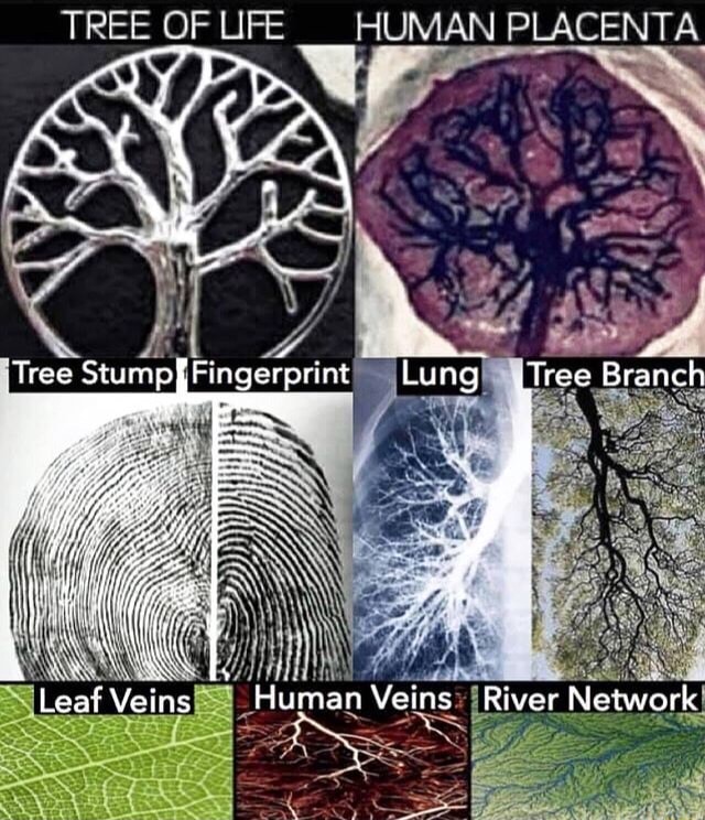 TREE OF HUMAN PLACENTA bey Leaf Veins Human Veins River Network - iFunny