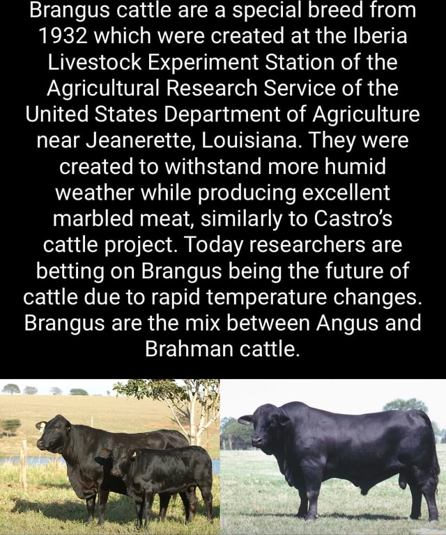 Brangus cattle are a special breed from 1932 which were created at the ...