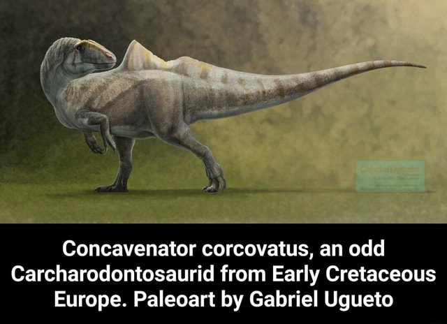 Concavenator corcovatus, an odd Carcharodontosaurid from Early ...