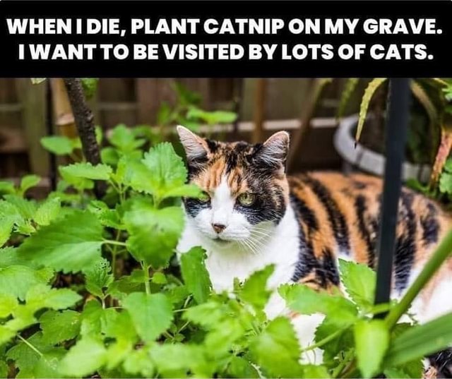 Catmemes catmemesdaily cat kitten instacat catmemesarethebest memecat ...