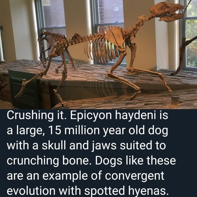 Crushing it. Epicyon haydeni IS a large, 15 million year old dog with a ...