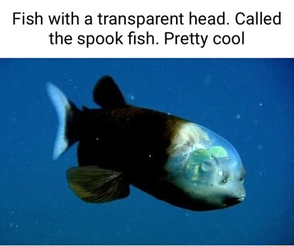 Fish with a transparent head. Called the spook fish. Pretty cool - iFunny