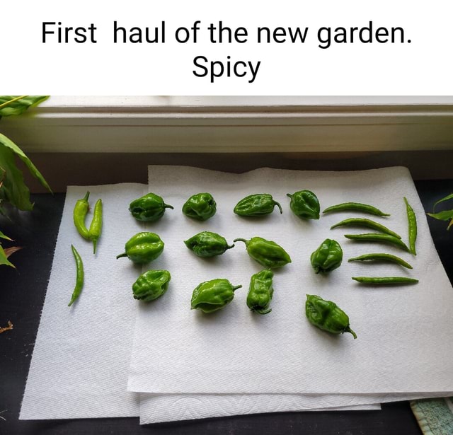 First haul of the new garden. Spicy - iFunny